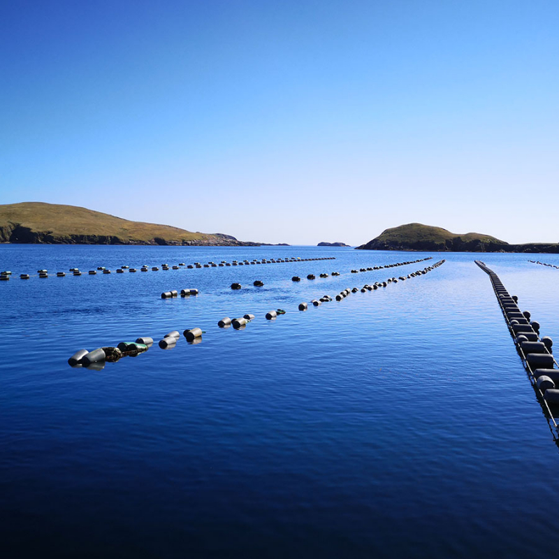Voe Marine Sea Farms